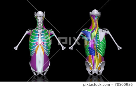 Trunk muscle diagram Color-coded site list... - Stock Illustration ...