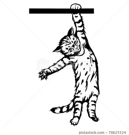 Cat Standing Up Drawing