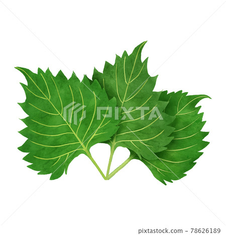 Watercolor touch: Three layers of blue perilla - Stock Illustration ...