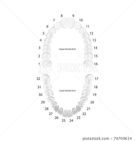 Vector 3d Realistic Teeth, Upper, Lower Adult... - Stock Illustration ...