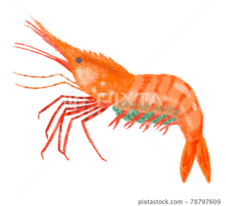 sashimi, crayfish, prawn - Stock Illustration [78797609] - PIXTA