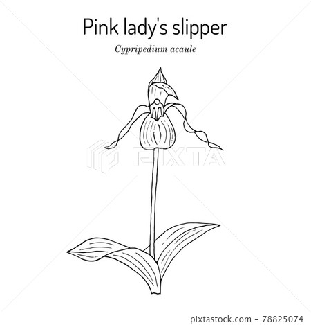 Pink or stemless ladys-slipper Cypripedium... - Stock Illustration ...