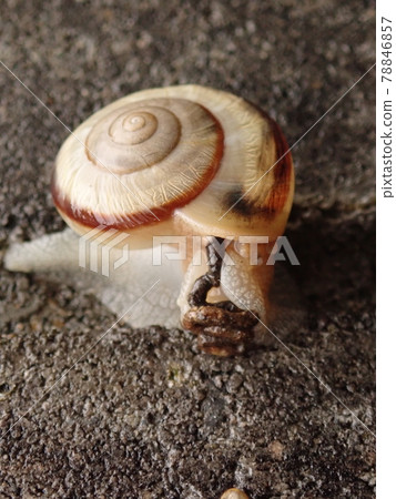 Moist Snail Poop