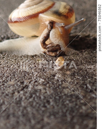 Moist Snail Poop