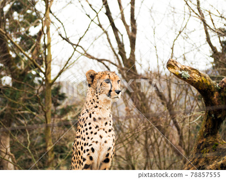Cheetah looking into the distance with anxiety... - Stock Photo ...