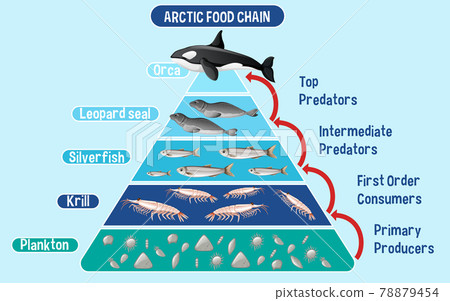 Diagram showing Arctic food chain for education - Stock Illustration ...