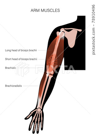Muscular system arms - Stock Illustration [78910496] - PIXTA