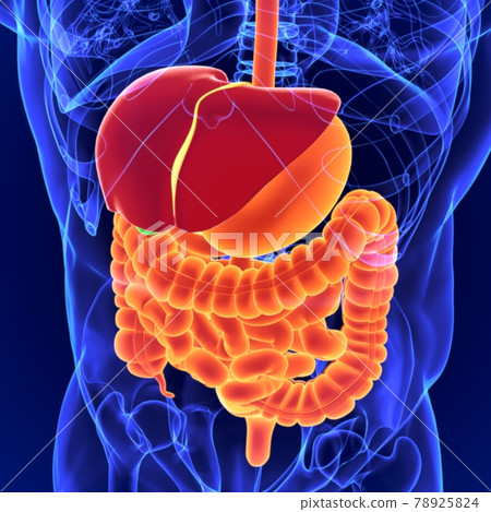 3D Illustration Human Digestive System Anatomy... - Stock Illustration ...