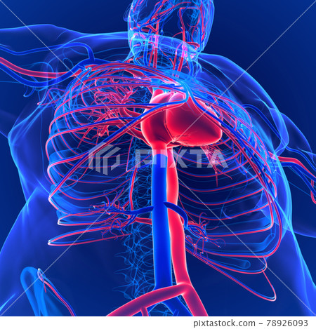 3D Illustration of Human Circulatory System... - Stock Illustration ...