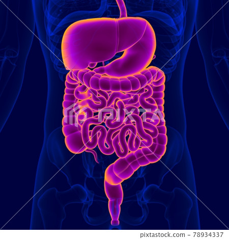 3D Illustration Human Digestive System Anatomy - Stock Illustration ...