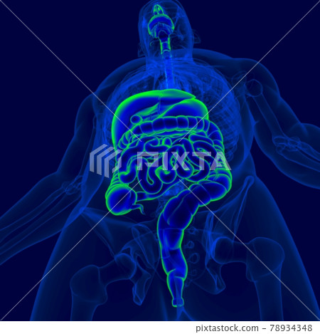 3D Illustration Human Digestive System Anatomy - Stock Illustration ...