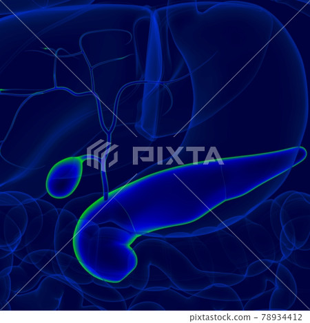 3D Illustration Human Gallbladder With Pancreas...-插圖素材 [78934412 ...