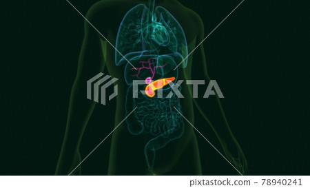 3D Illustration Human Gallbladder With pancreas... - Stock Illustration ...