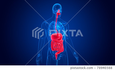 3D Illustration Human Digestive System Anatomy - Stock Illustration ...