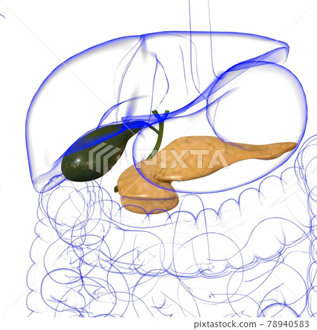 pancreas Human Digestive System Anatomy For... - Stock Illustration ...