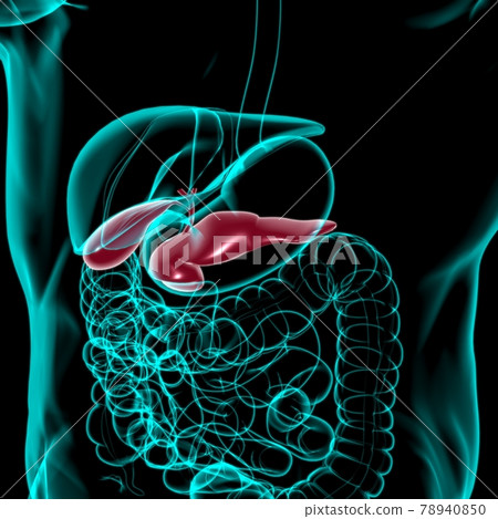 Gall Bladder Human Digestive System Anatomy 3D... - Stock Illustration ...