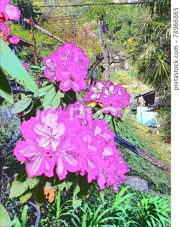 Western rhododendron flower - Stock Illustration [78966865] - PIXTA