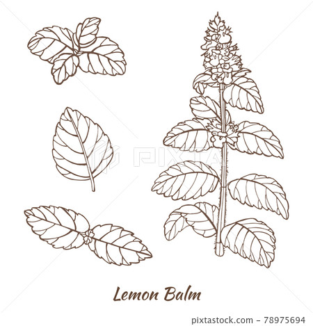 Lemon Balm Plant and Leaves in Hand Drawn Style - Stock Illustration ...