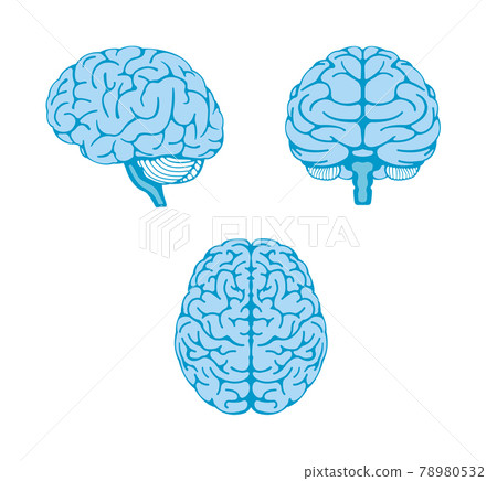 Human brain (from various angles) vector... - Stock Illustration ...