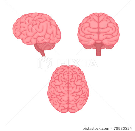 Human brain (from various angles) vector... - Stock Illustration ...