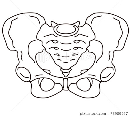 Pelvis Female pelvis - Stock Illustration [78989957] - PIXTA