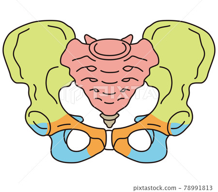 Pelvis Female pelvis - Stock Illustration [78991813] - PIXTA