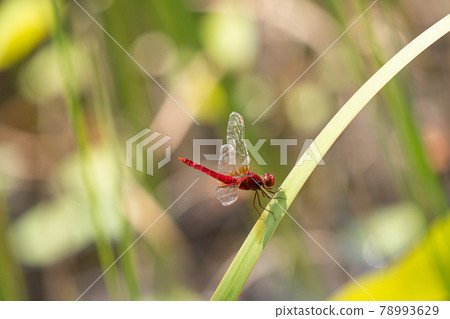 Swamp Insects