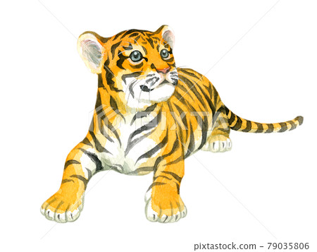 Baby tiger looking up while lying down - Stock Illustration [79035806 ...