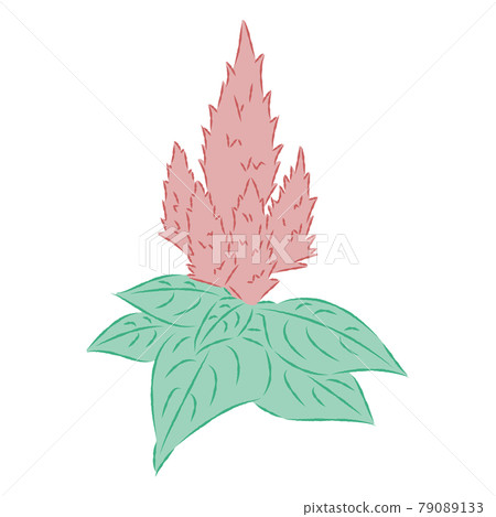 Illustration of cockscomb - Stock Illustration [79089133] - PIXTA