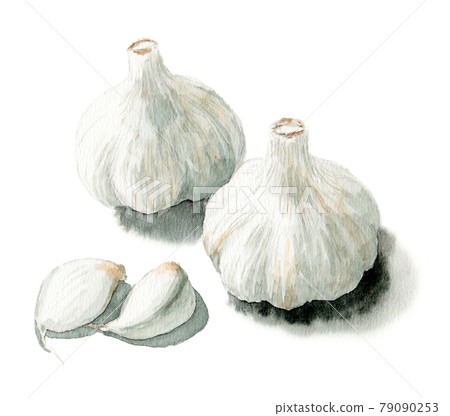 garlic, watercolour, watercolors - Stock Illustration [79090253] - PIXTA