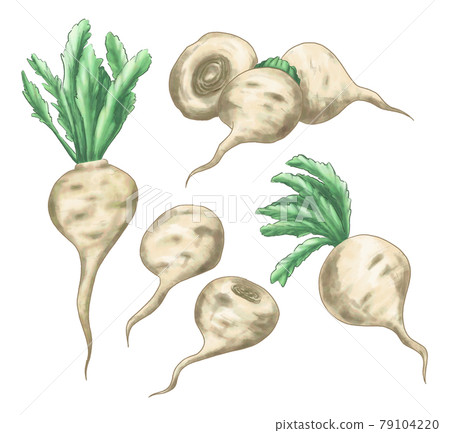 Maca line drawing illustration set - Stock Illustration [79104220] - PIXTA