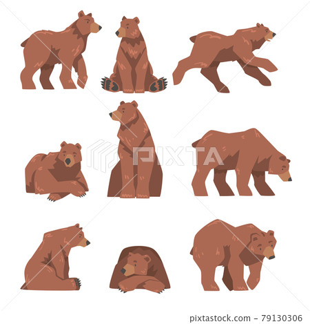 Brown Bear Vector