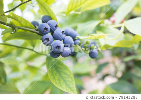 Fresh blueberries in early summer - Stock Photo [79143285] - PIXTA