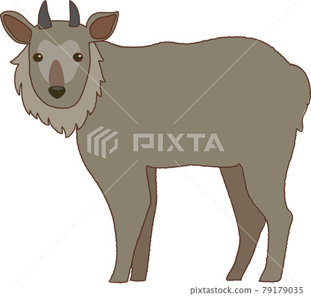 日本serow的例證-插圖素材 [79179035] - PIXTA圖庫