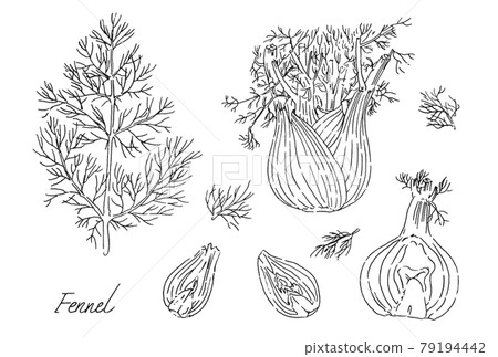 Fennel illustration set-hand drawn line drawing - Stock Illustration ...