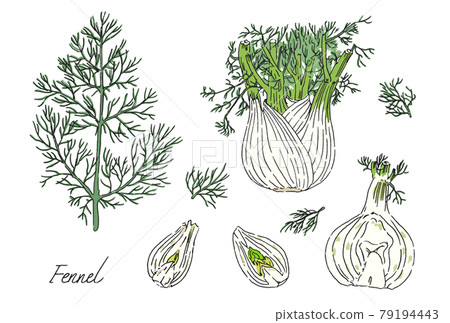 Fennel illustration set-hand drawn line drawing - Stock Illustration ...
