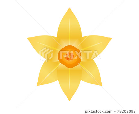 Yellow daffodil vector illustration - Stock Illustration [79202092] - PIXTA