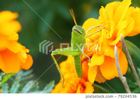 Patanga japonica larva perching on a marigold... - Stock Photo ...