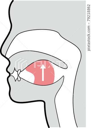 Correct tongue position - Stock Illustration [79218862] - PIXTA