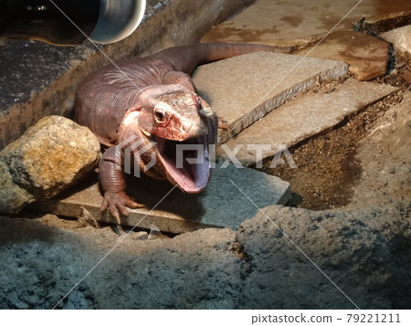 Red tegu to open his mouth - Stock Photo [79221211] - PIXTA