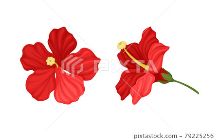 Hibiscus Red Tropical Flower with Large Petals... - Stock Illustration ...