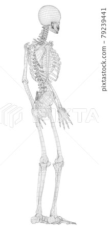 Human skeleton. Vector - Stock Illustration [79239441] - PIXTA