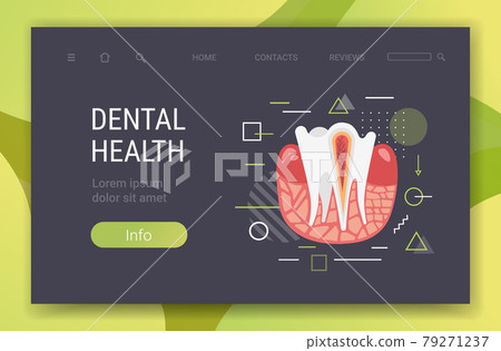 anatomy of human tooth structure nerve endings... - Stock Illustration ...