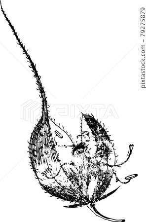 Microscopic sketch of paddy - Stock Illustration [79275879] - PIXTA