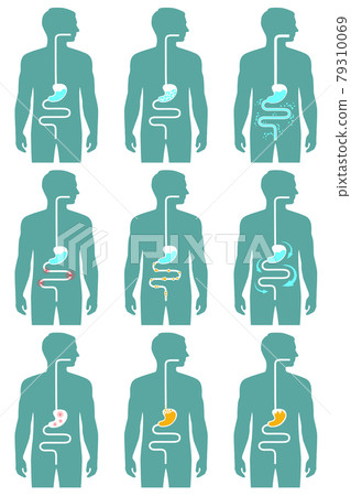digestive system, digestion pain - Stock Illustration [79310069] - PIXTA