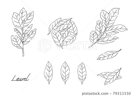 bay, vector, vectors - Stock Illustration [79311530] - PIXTA
