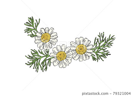 Chamomile illustration-hand drawn line drawing - Stock Illustration ...