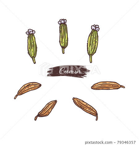 Cumin seeds and flower pods, engraving vector... - Stock Illustration ...