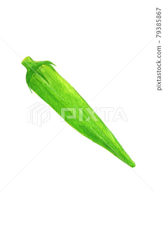 Hand drawn watercolor illustration of fresh okra - Stock Illustration ...