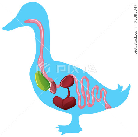 Internal Anatomy of a Duck isolated on white... - Stock Illustration ...